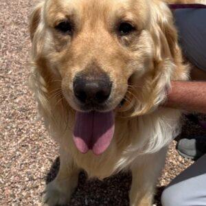 Golden Retriever Rescue Of The Rockies | Grrr Colorado