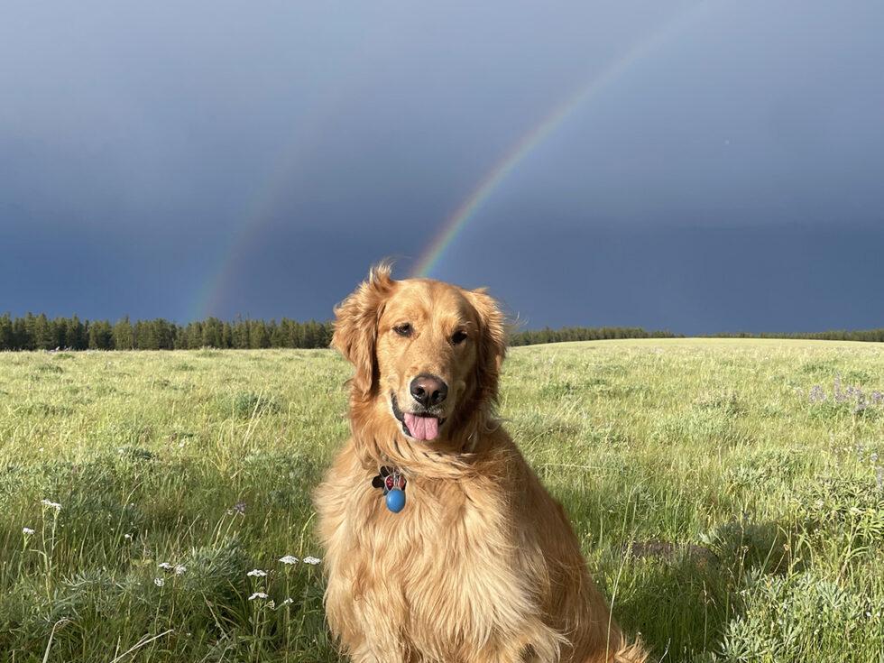 GRRR Calendar - Golden Retriever Rescue