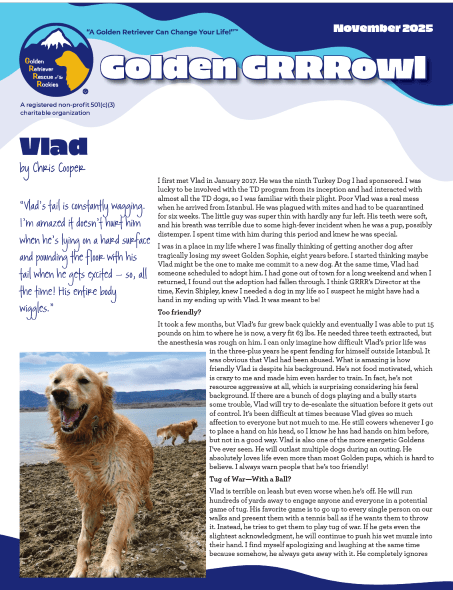 Member Newsletter November 2025 - Golden Retriever Rescue